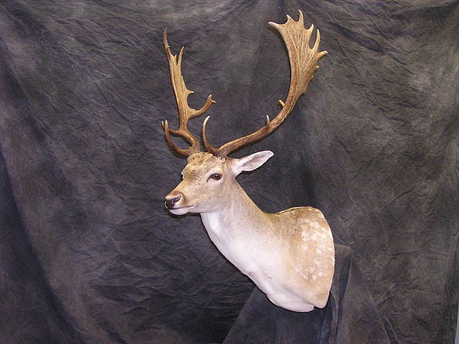 New Zealand Fallow Deer Slide | Alaska Precision Taxidermy