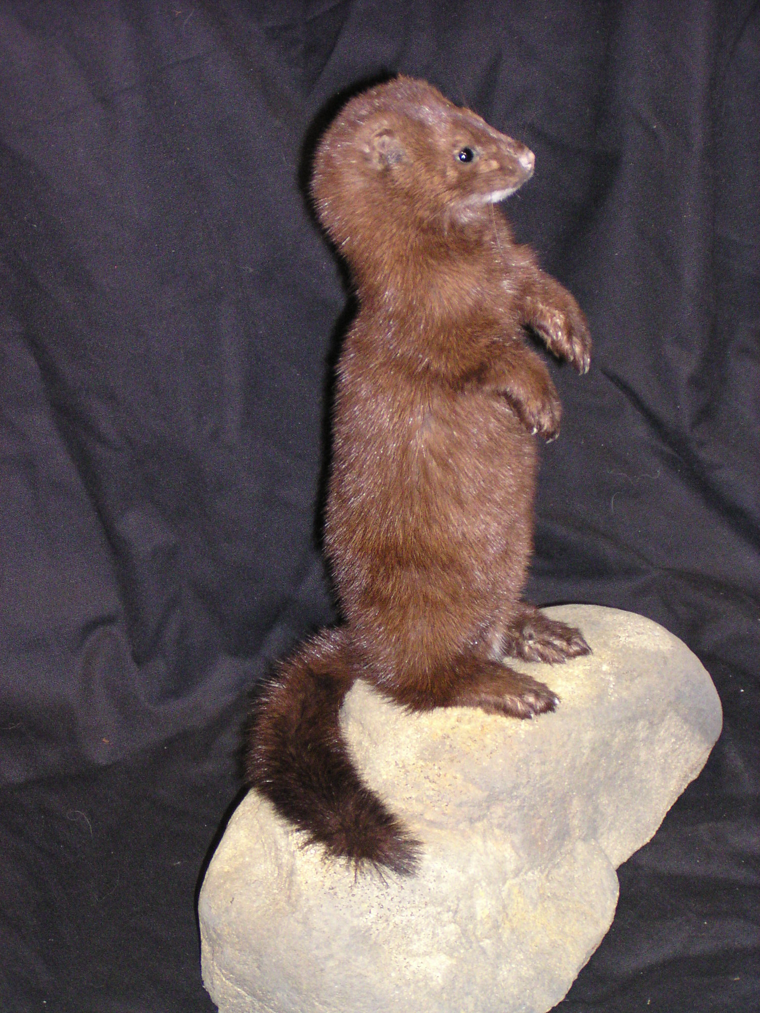 How To Taxidermy A Mink at Hayley Forster blog